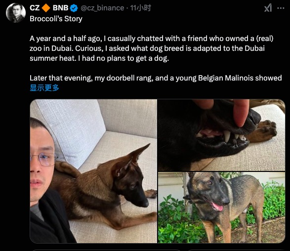 CZ宠物狗Broccoli引发链上PVP大战，MEME社会实验引发争议 - 广州共源信息科技有限公司